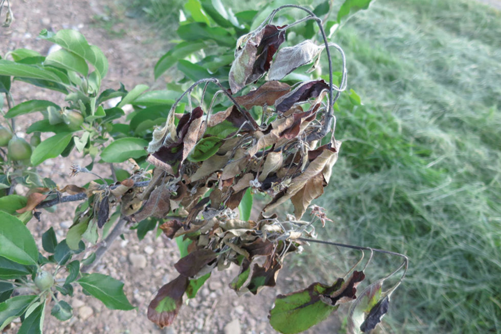 The Perfect Match Combating Fire Blight! | DS&A Inc.